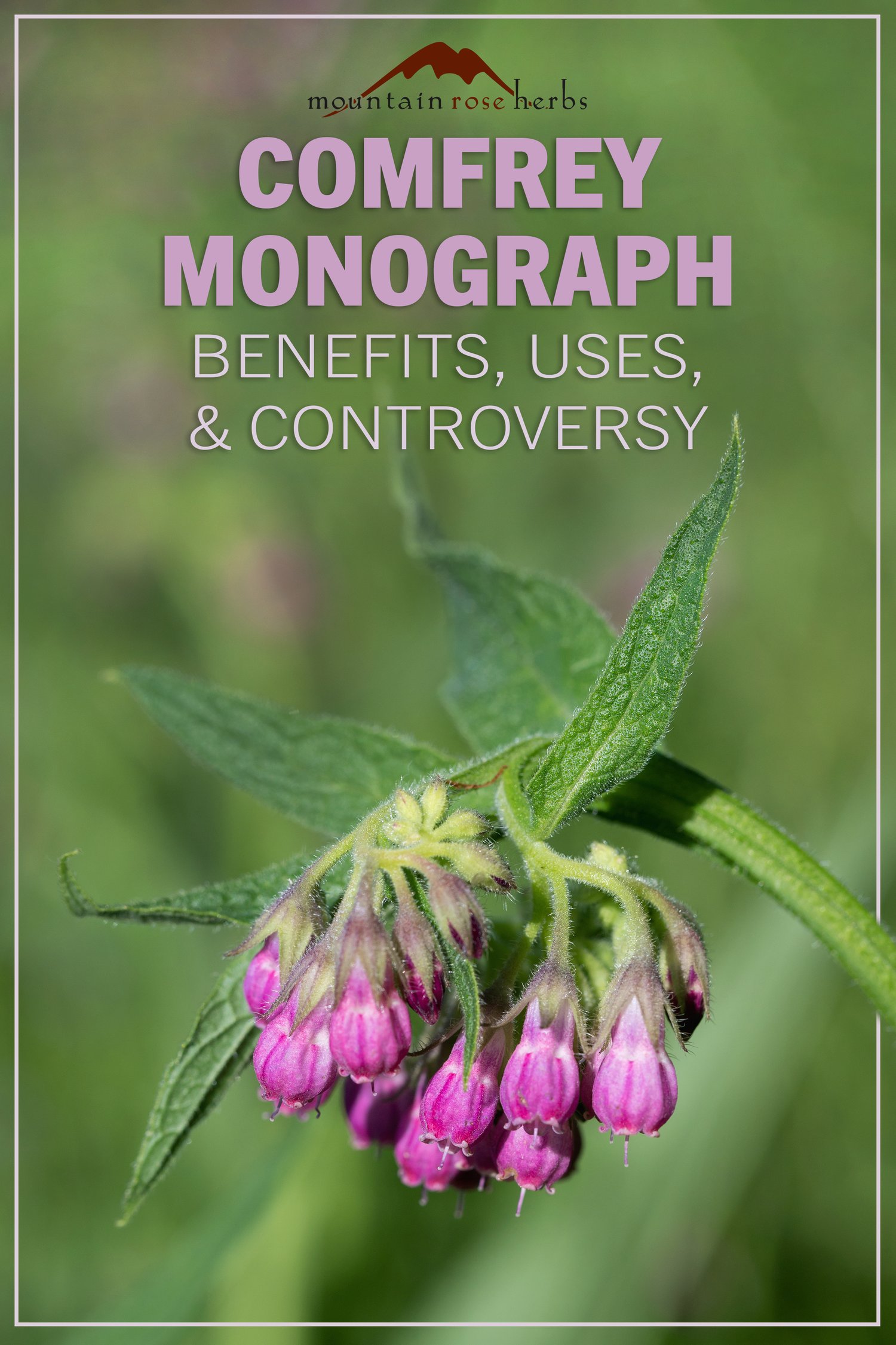 Comfrey Monograph: Benefits, Uses, & Controversy